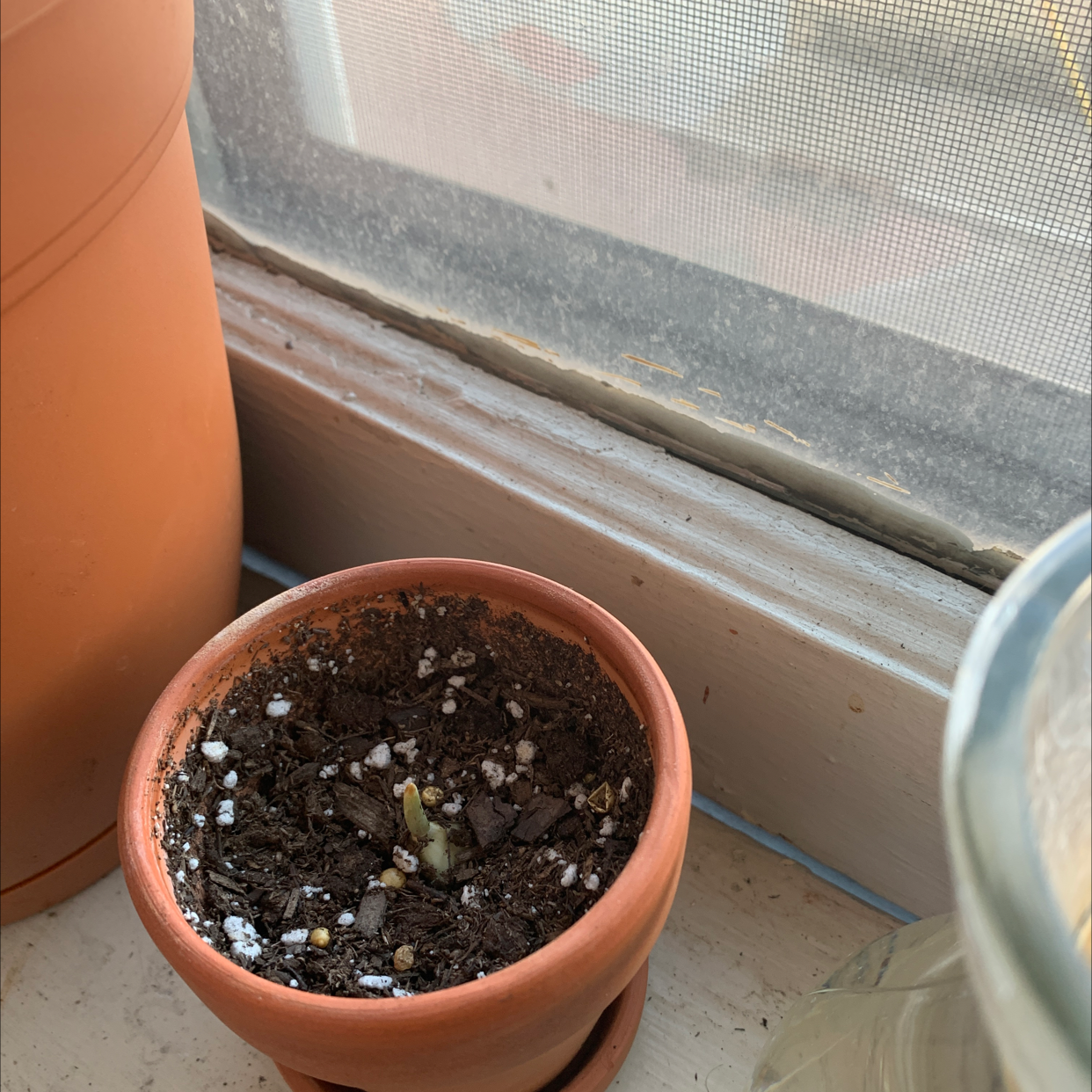 Propagating Your Garlic: Step-by-Step Guide