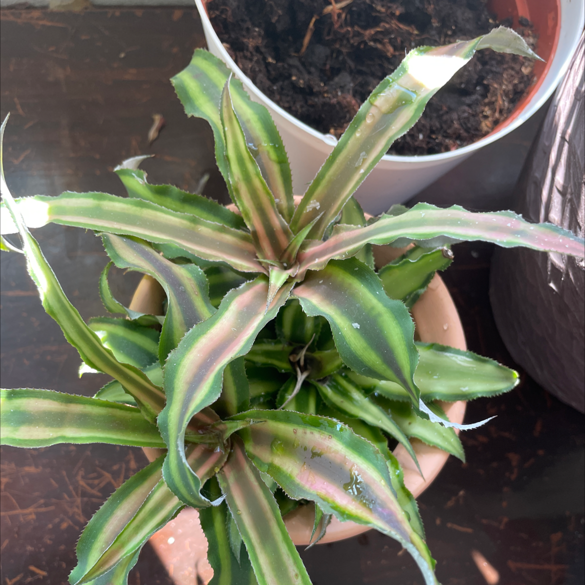 🌡 What Temperature Should My Earth Stars Be Kept At?