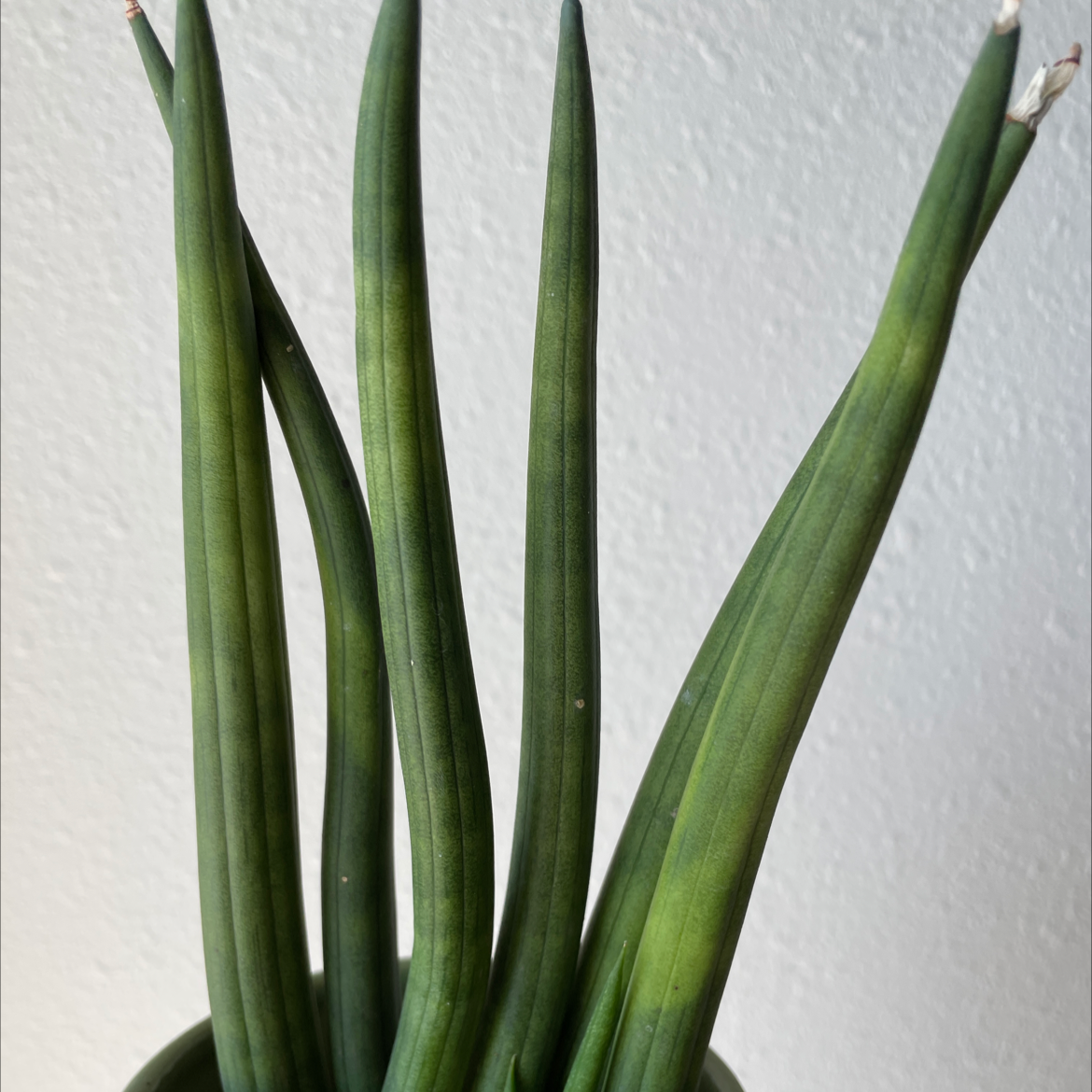 Propagating Cylindrical Snake Plant: The Ultimate Guide