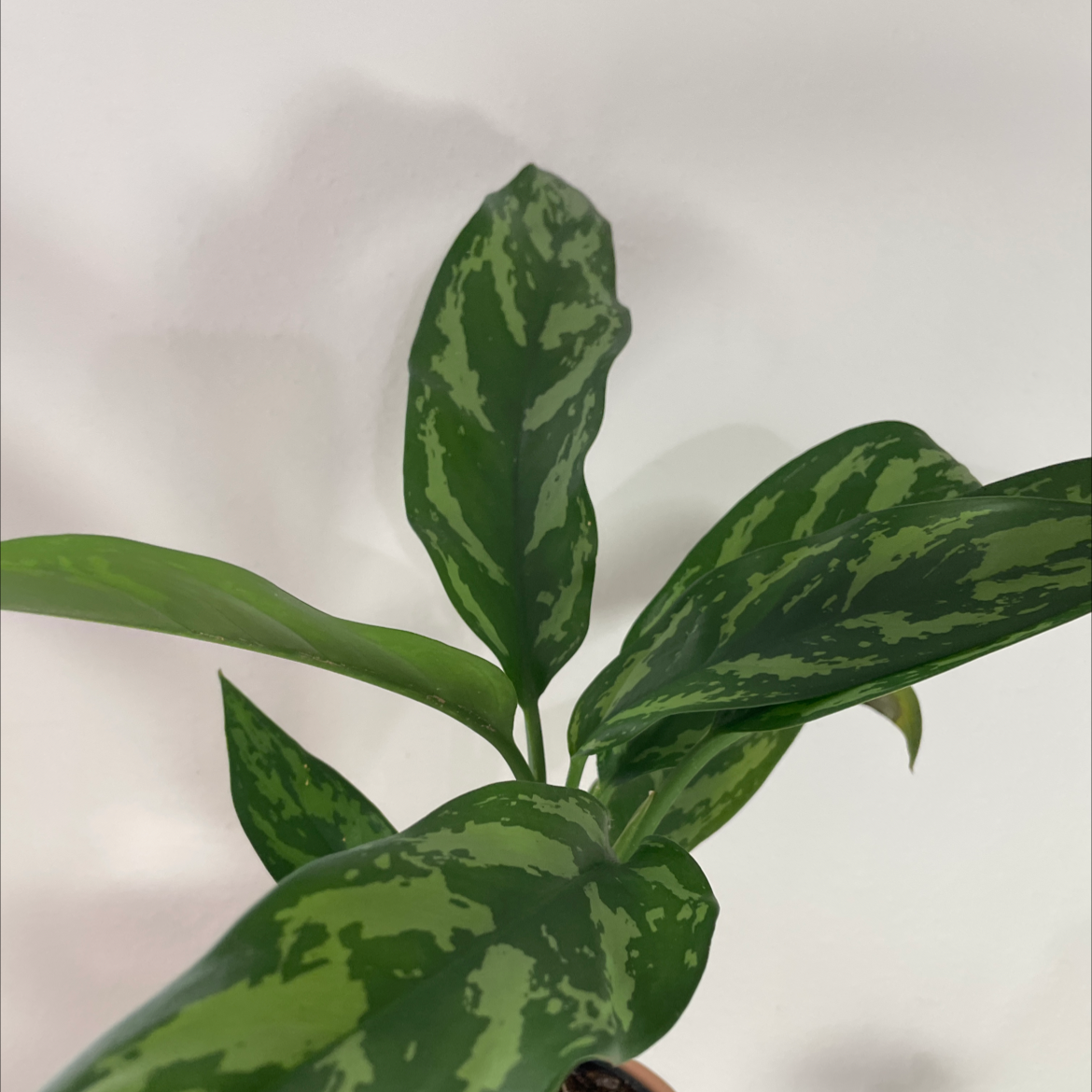 Why Are My Chinese Evergreen Leaves Droopy? 😔