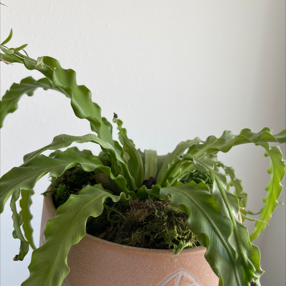 Crispy Wave Fern - Ultimate Guide to Fertilizing