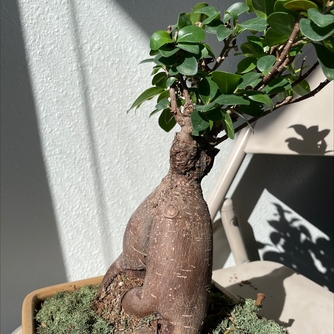 Diagnosing Ficus Ginseng Root Rot