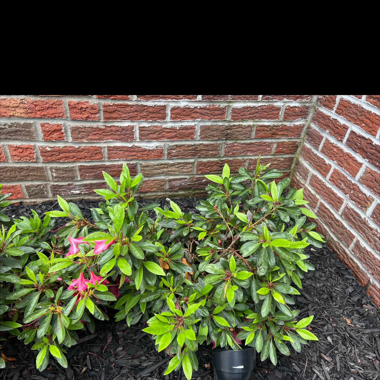 When and Where Should I Trim My Japanese Andromeda?