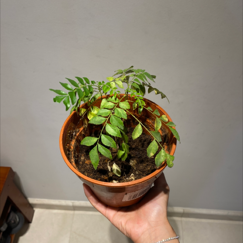 Propagating Curry Tree: Step-by-Step Guide