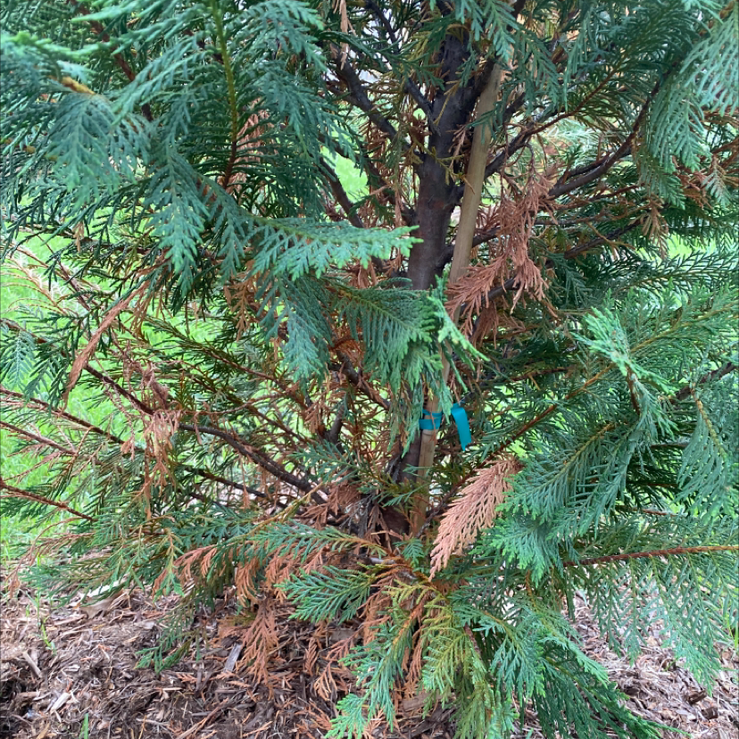 What Do I Do About Emerald Green Arborvitae Root Rot?