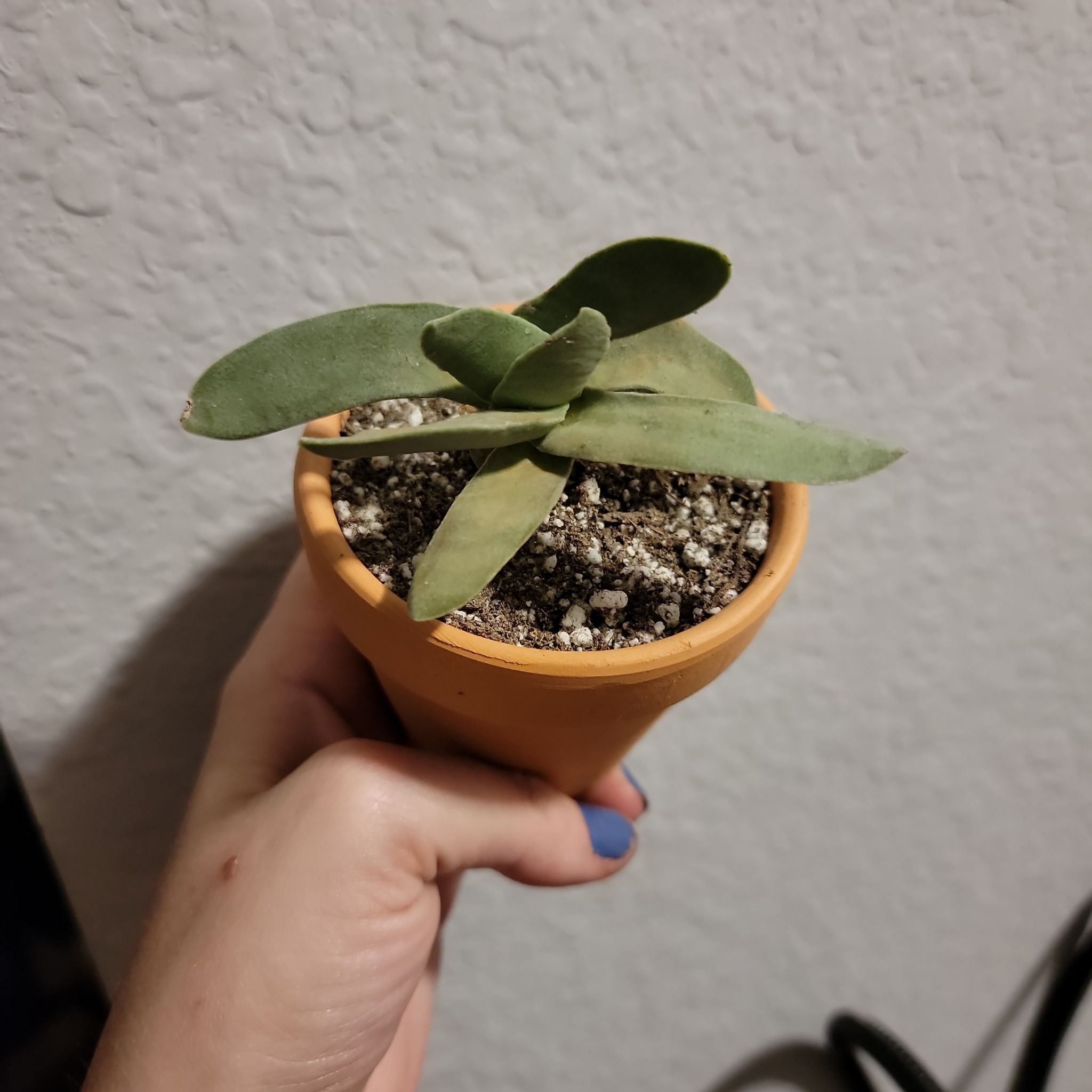 ️ 10 Advantages of Having a Propeller Plant