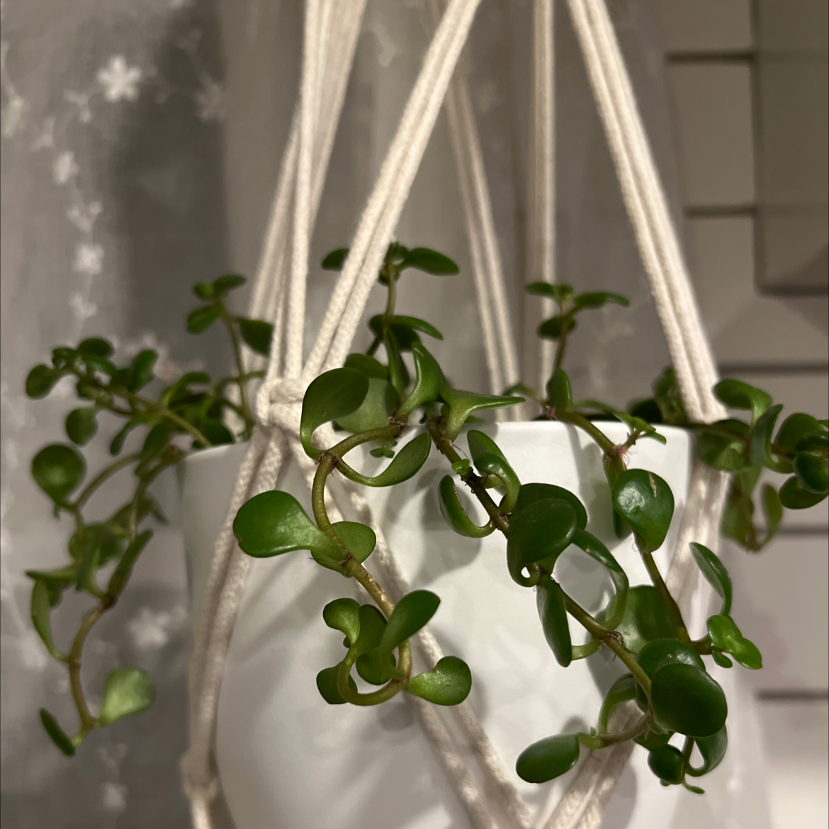 What Do String of Nickels Flowers Mean?