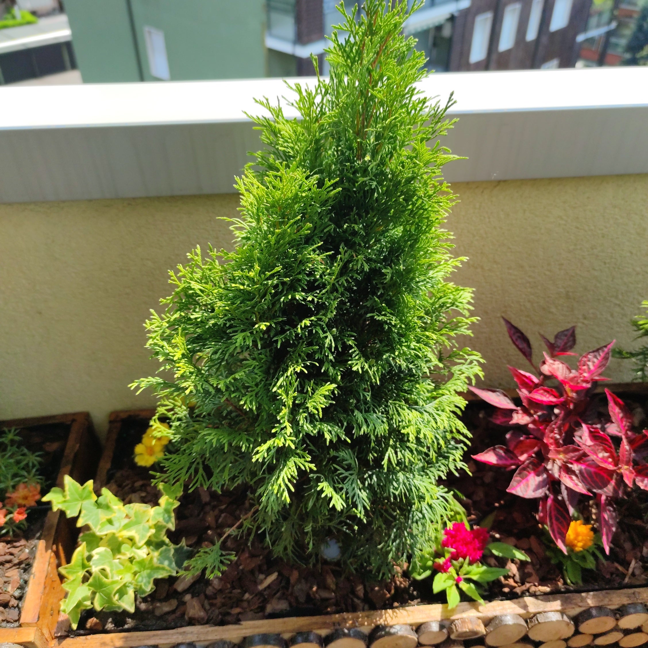 Best Potting Soil Mix for Emerald Green Arborvitae