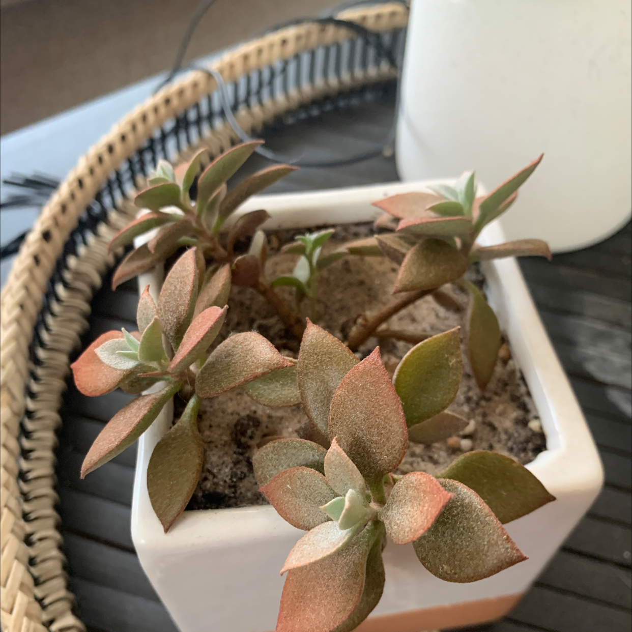 Symbolism and Benefits of the Copper Spoons