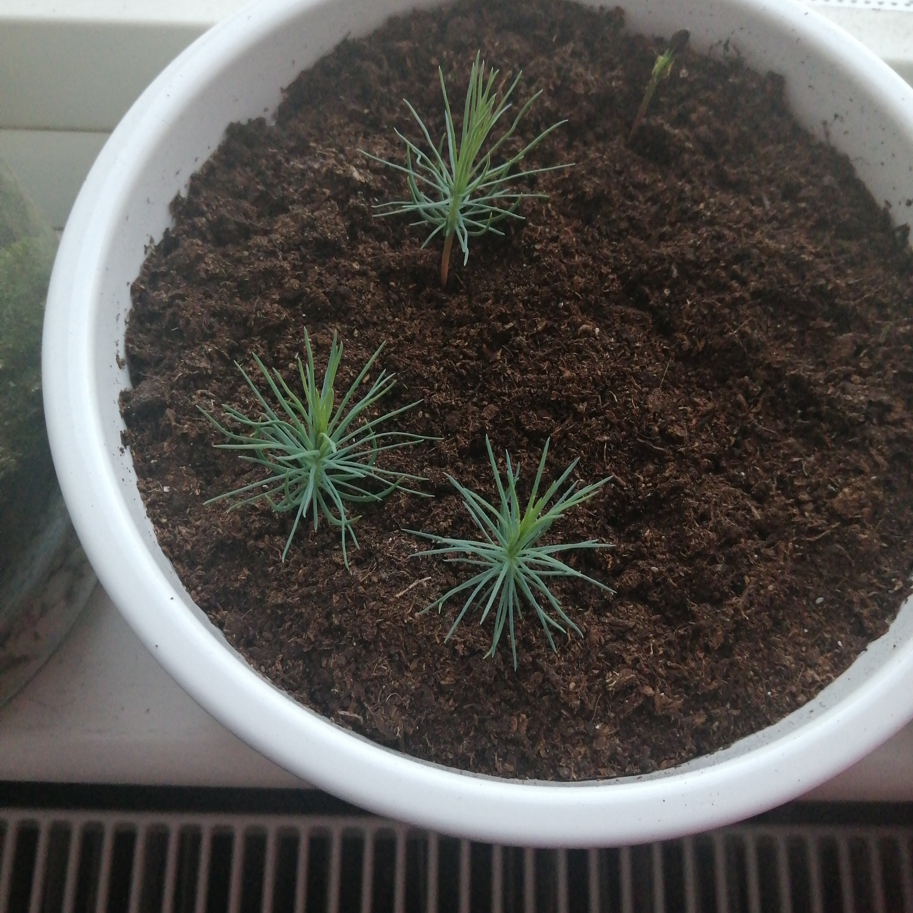 Propagating Eastern White Pine: Step-by-Step Guide