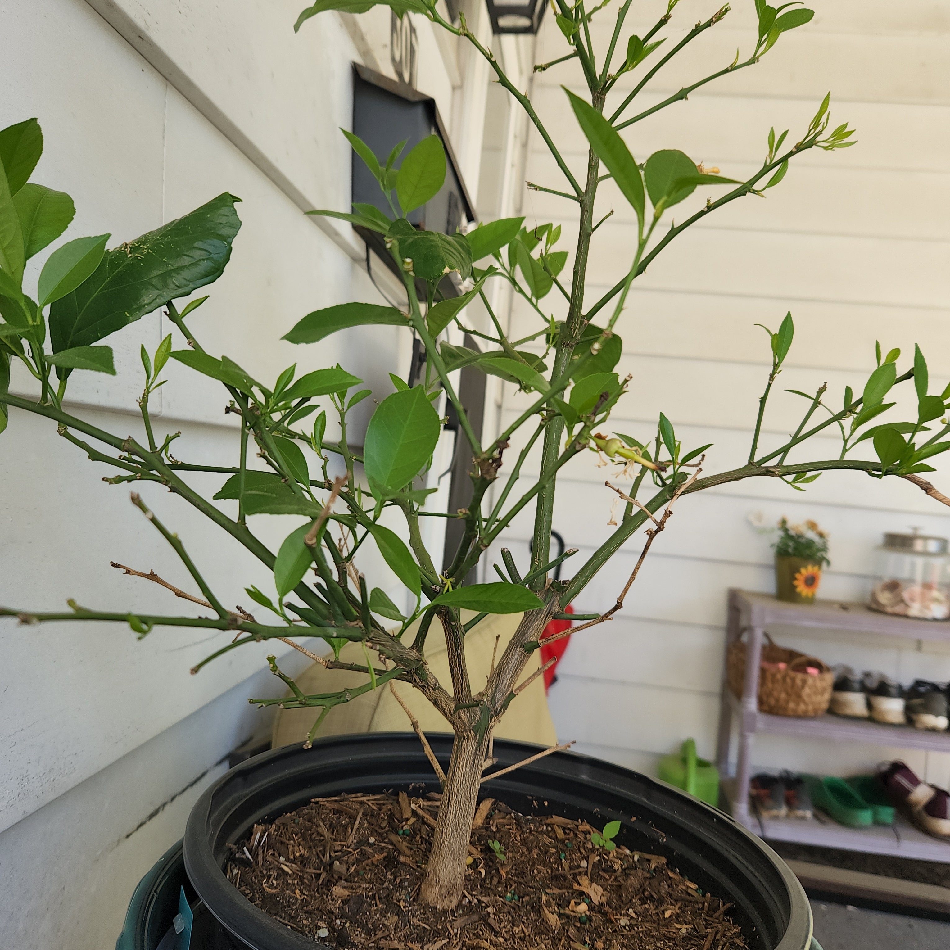 Propagating Your Burning Bush: Step-by-Step Guide