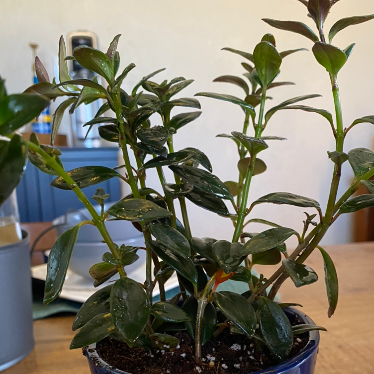 Nemo | A plant by @Lara on Greg