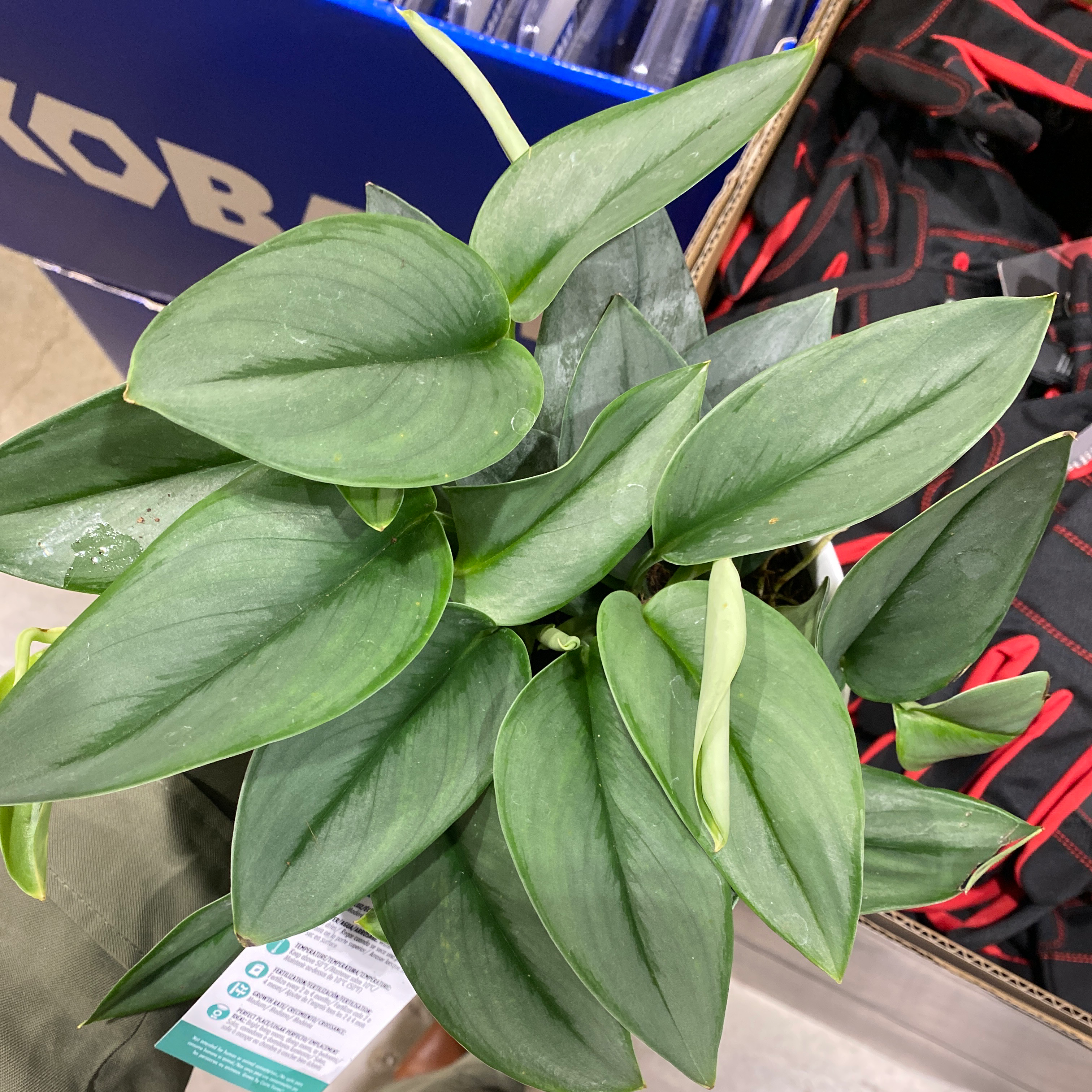 Why Are There Black Spots on My Scindapsus Moonlight Leaves?