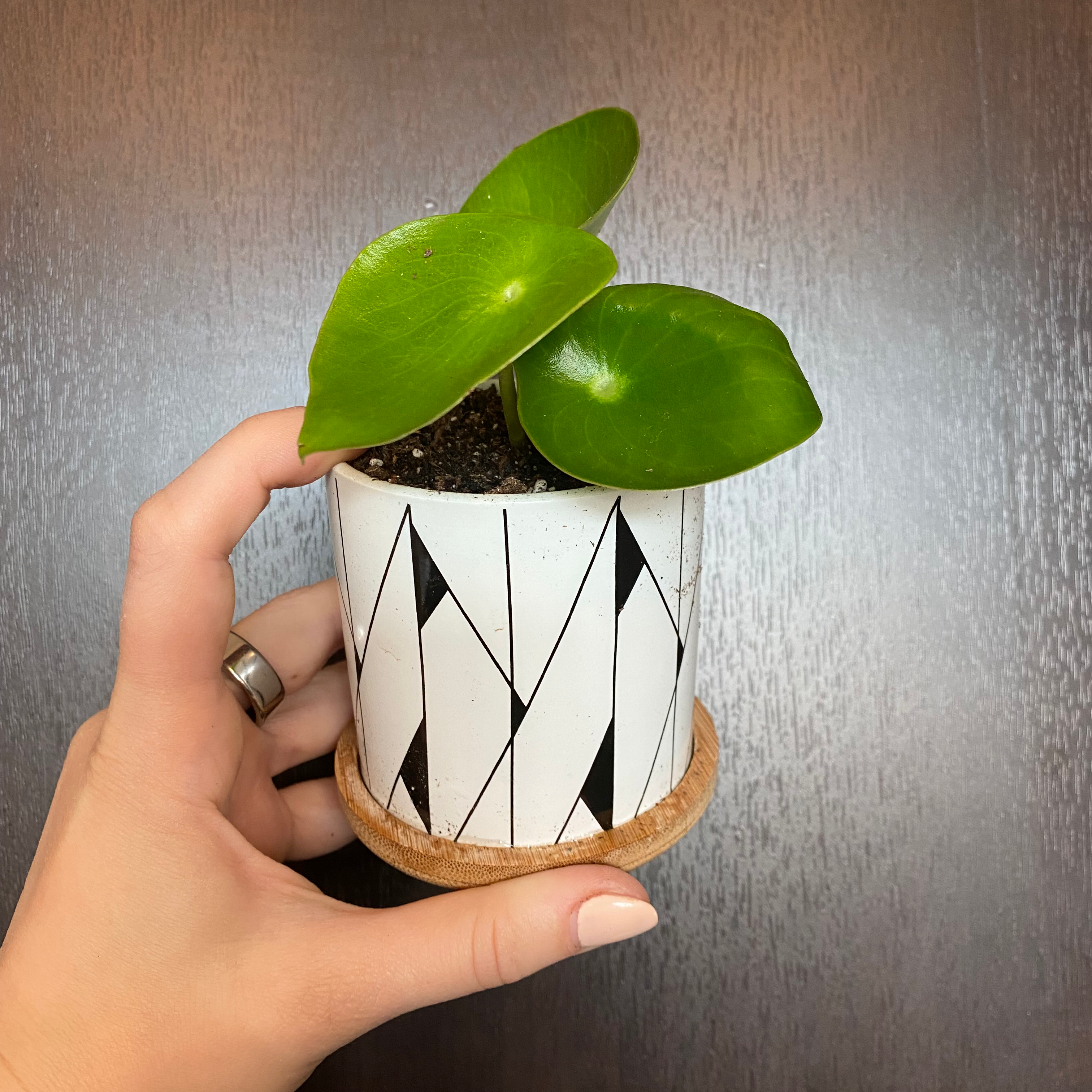 Propagating Raindrop Peperomia: Step-by-step Guide