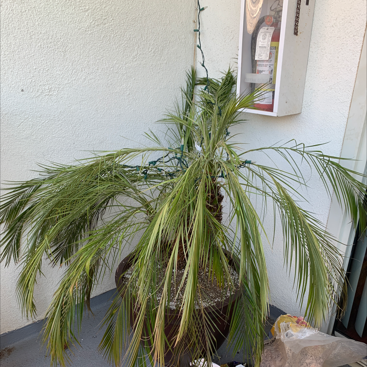 Why Are There Brown Spots on My Pygmy Date Palm?