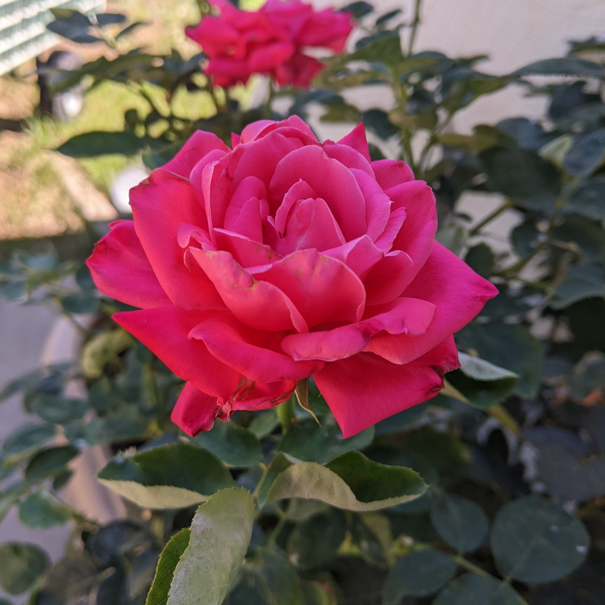 Personalized Hybrid Tea Rose Care: Water, Light, Nutrients | Greg App