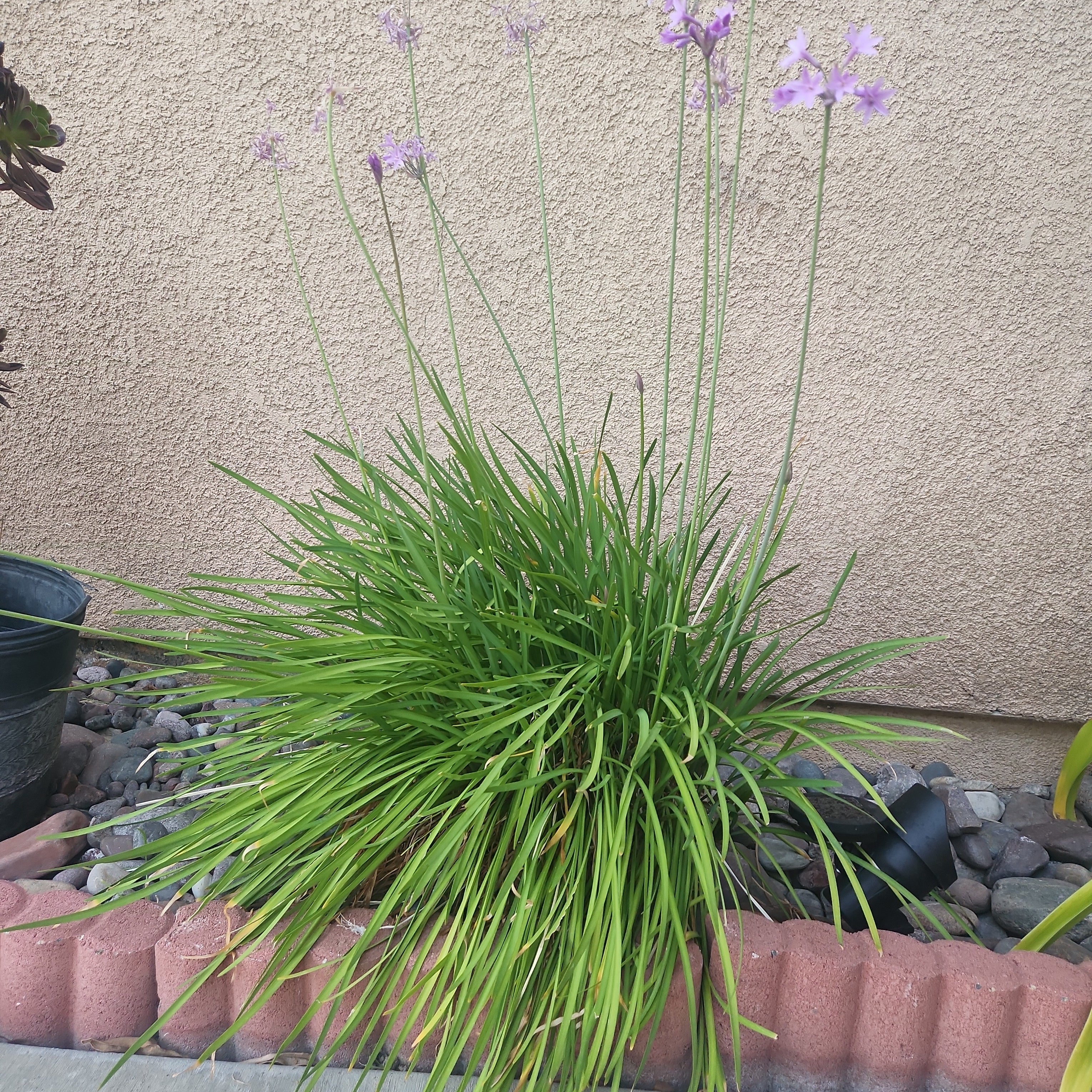 How to Prune Society Garlic