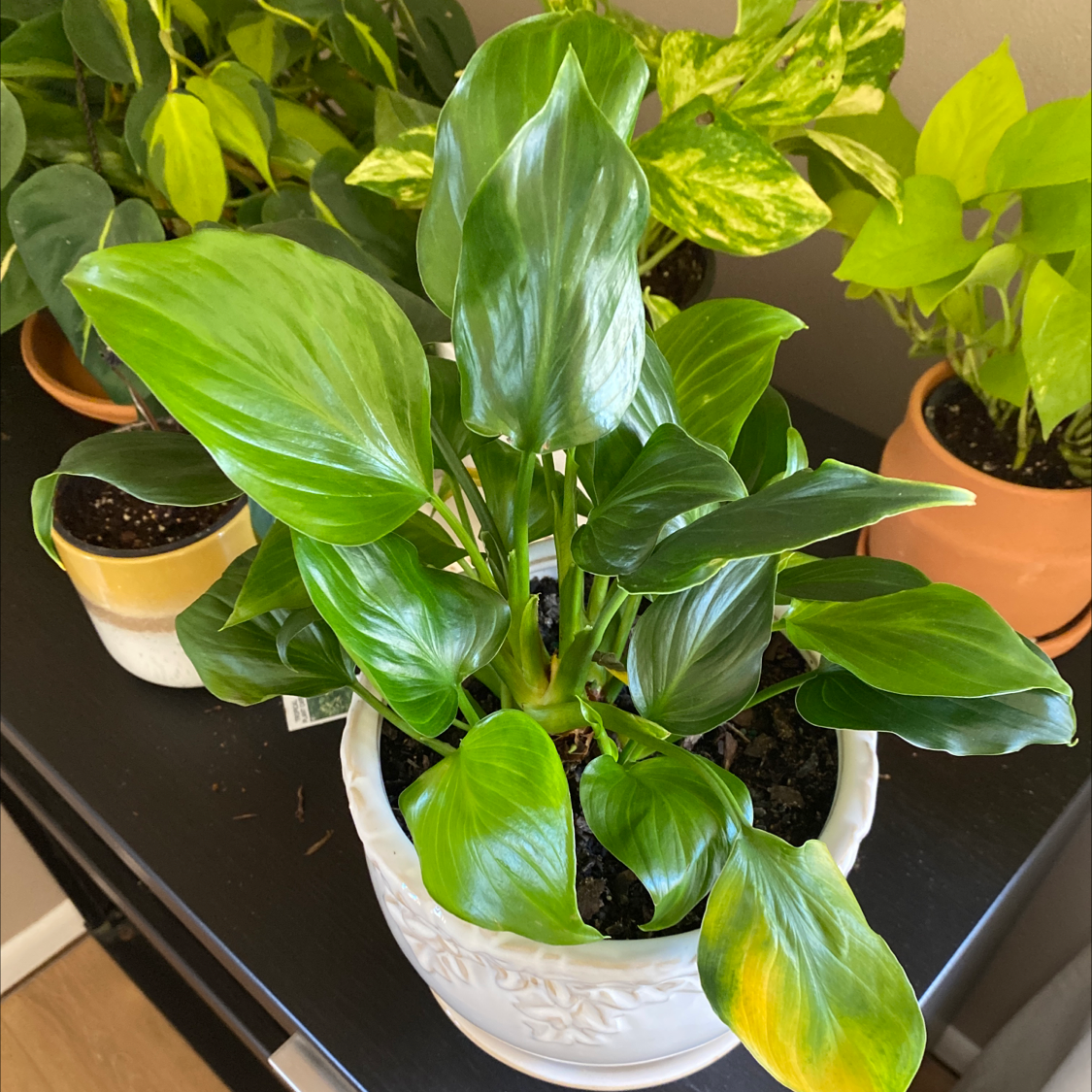 Why Are My Calla Lily Leaves Droopy? 💧