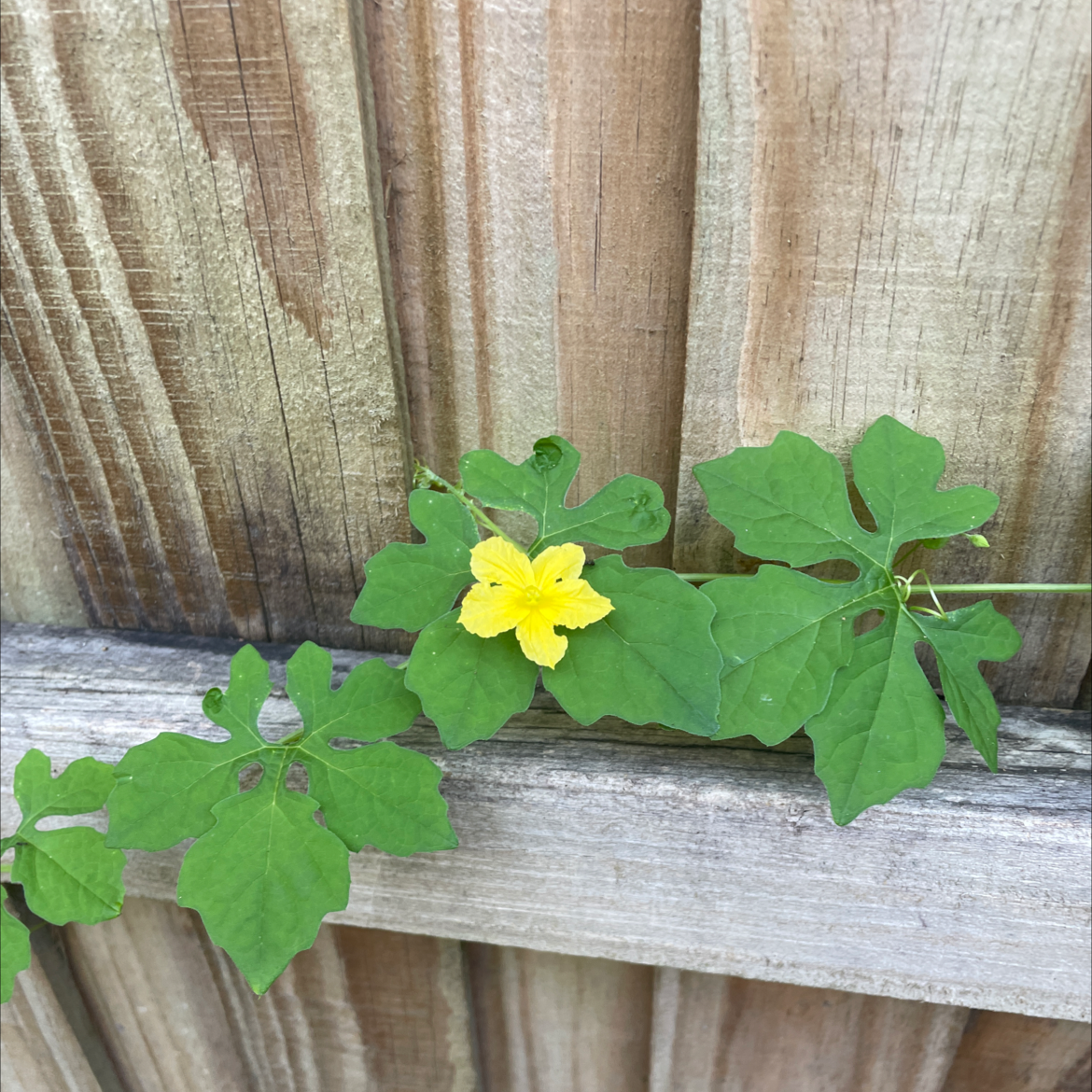 🍈 Best Soil for Bitter Melon