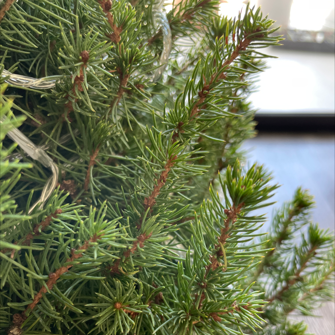 💧 Why Are My Norway Spruce Leaves Droopy?