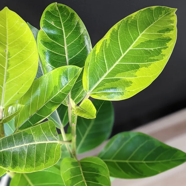 Council Tree: How Much Water & Light Does it Need to Thrive?