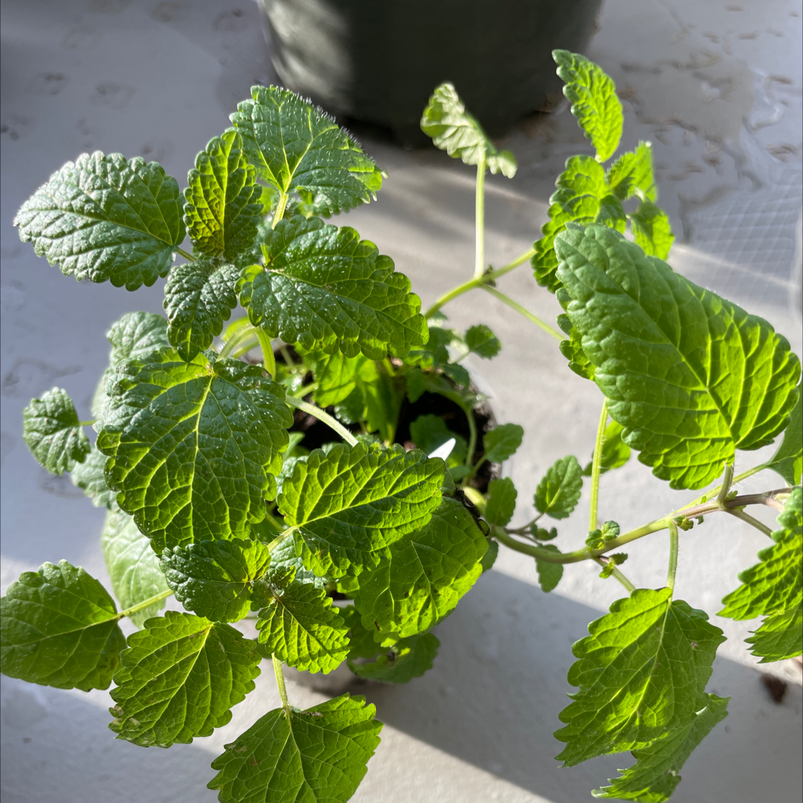 🍋 Why Are There Brown Spots on My Lemon Balm Leaves?
