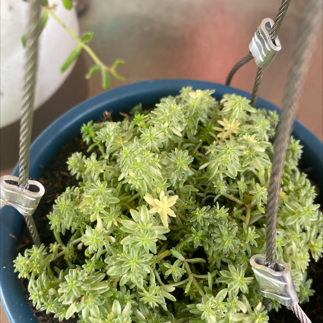 German Knotgrass: How Much Water & Light Does it Need to Thrive?