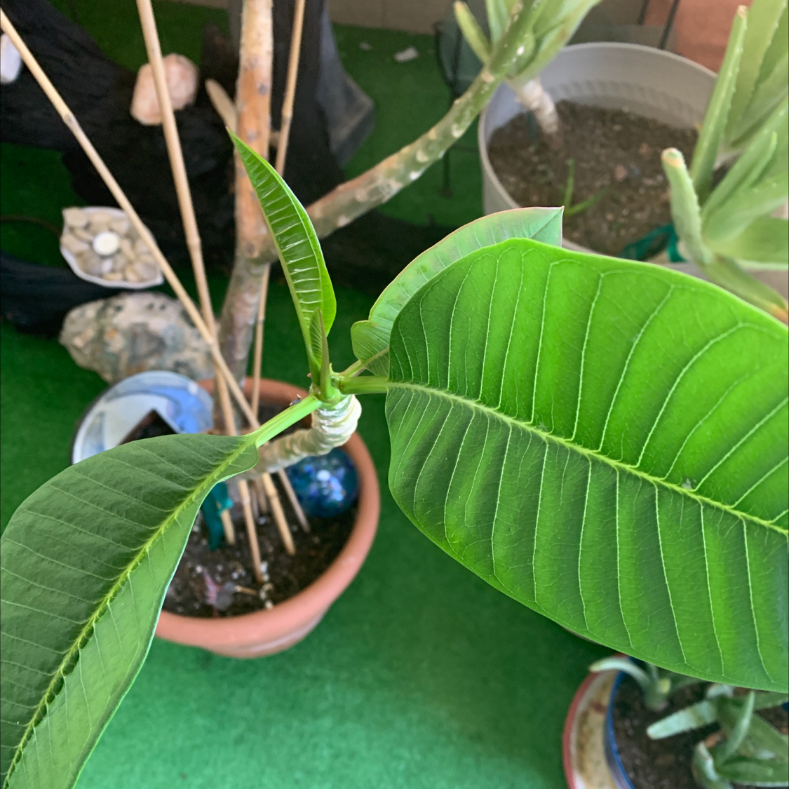 Light Requirements For My Red Frangipani by Season