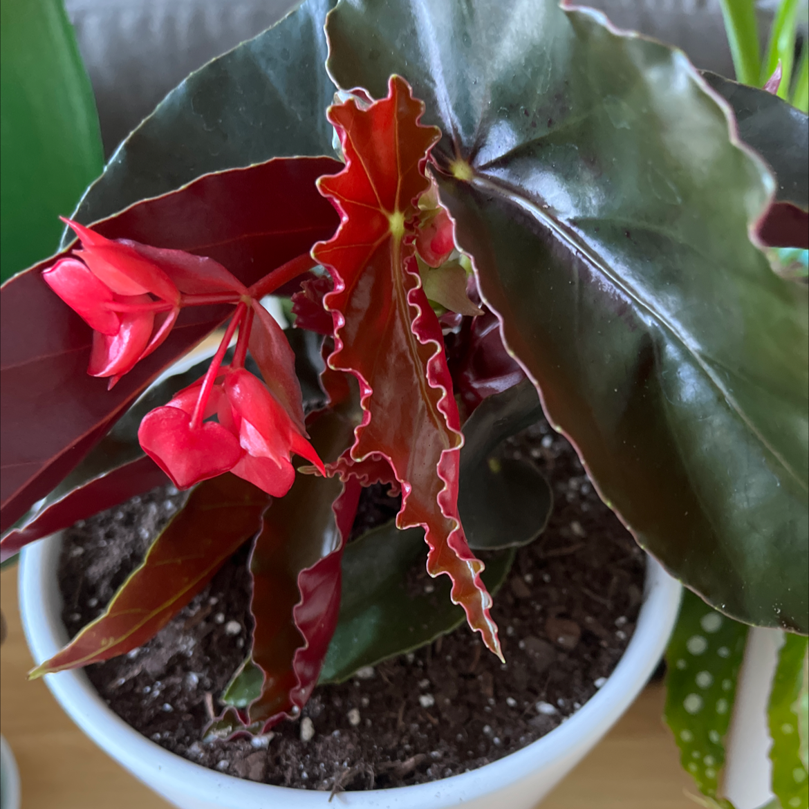 Personalized Cocktail Vodka Wax Begonia Care: Water, Light, Nutrients ...