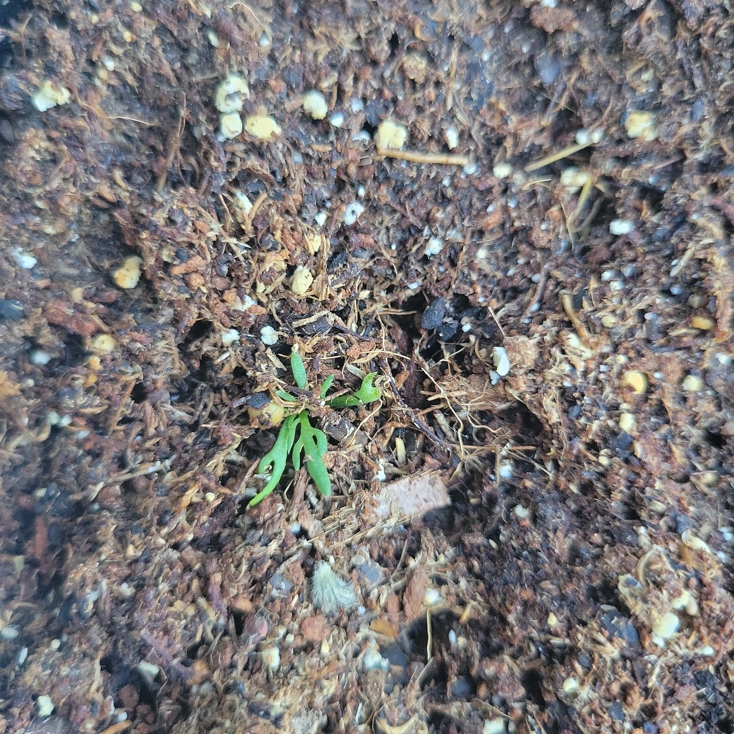 How to Fertilize Your German Chamomile