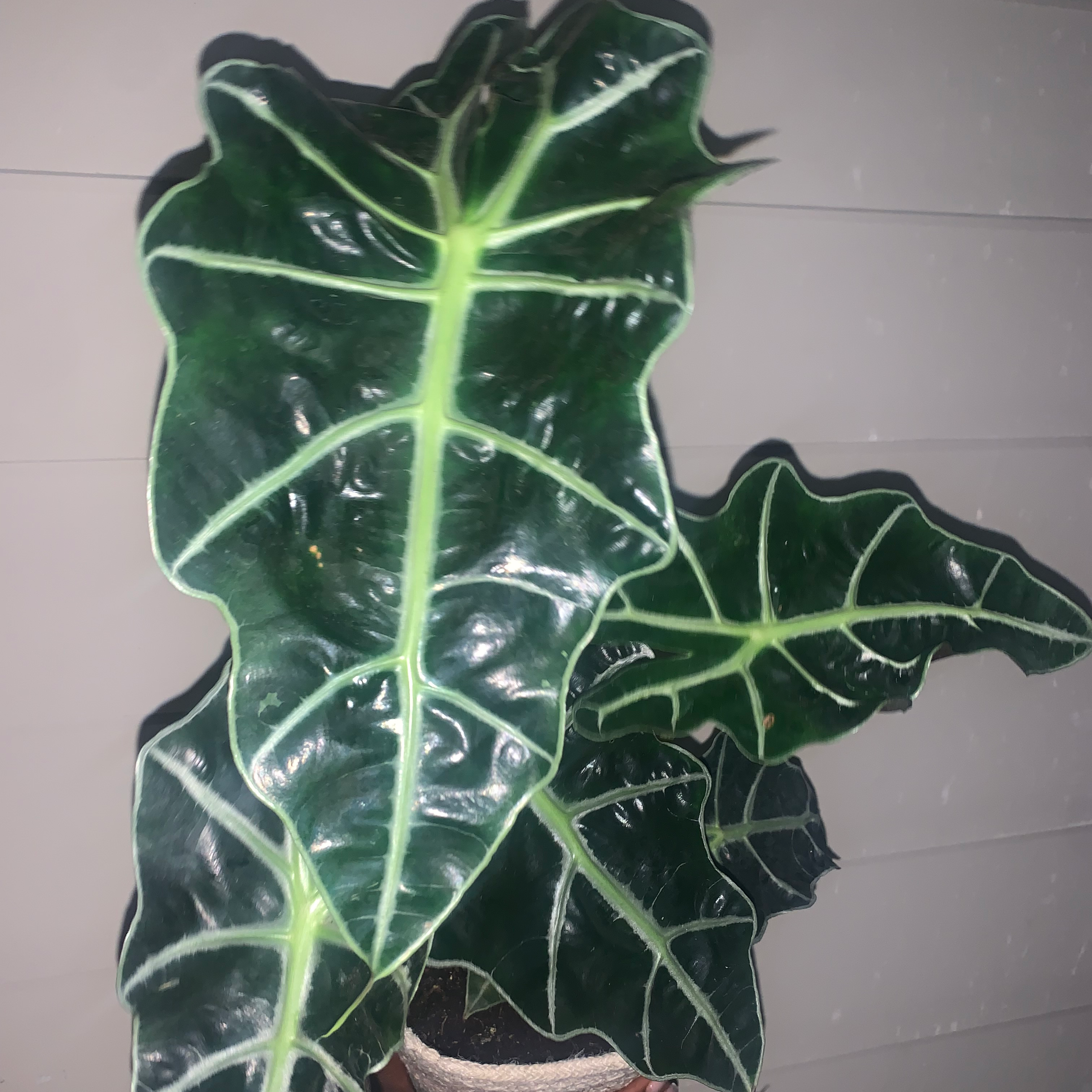 Nandi | A plant by @Plantbae on Greg