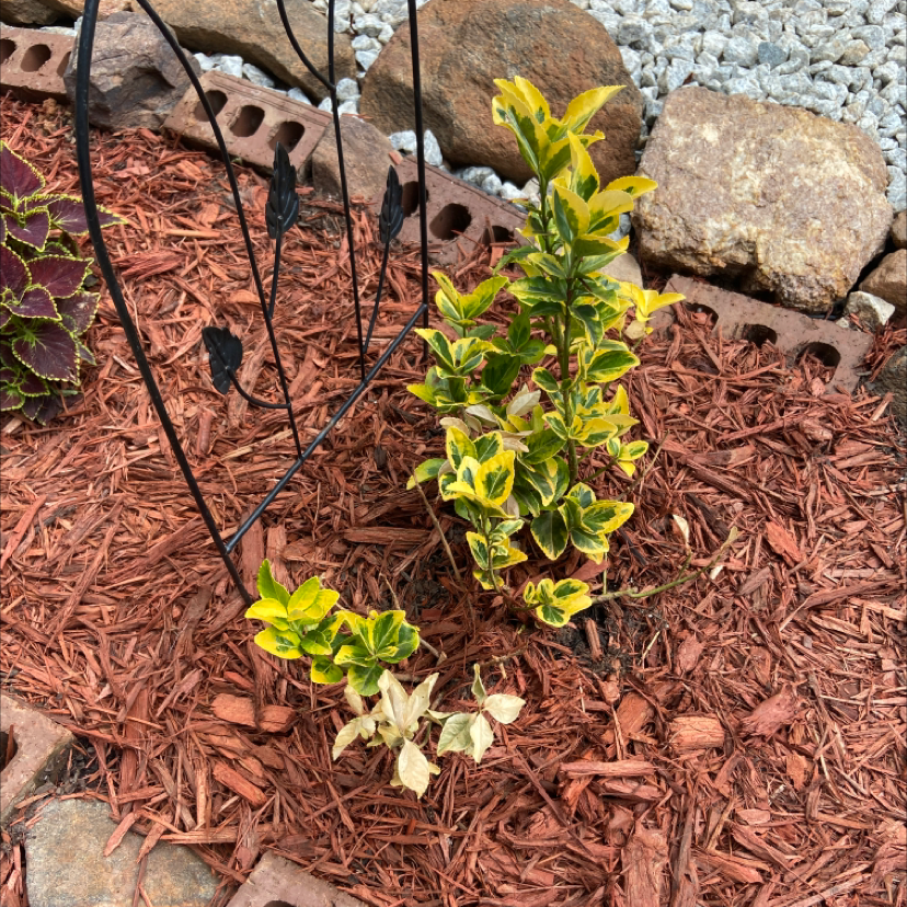 Why Are My Japanese Spindle Leaves Mushy?