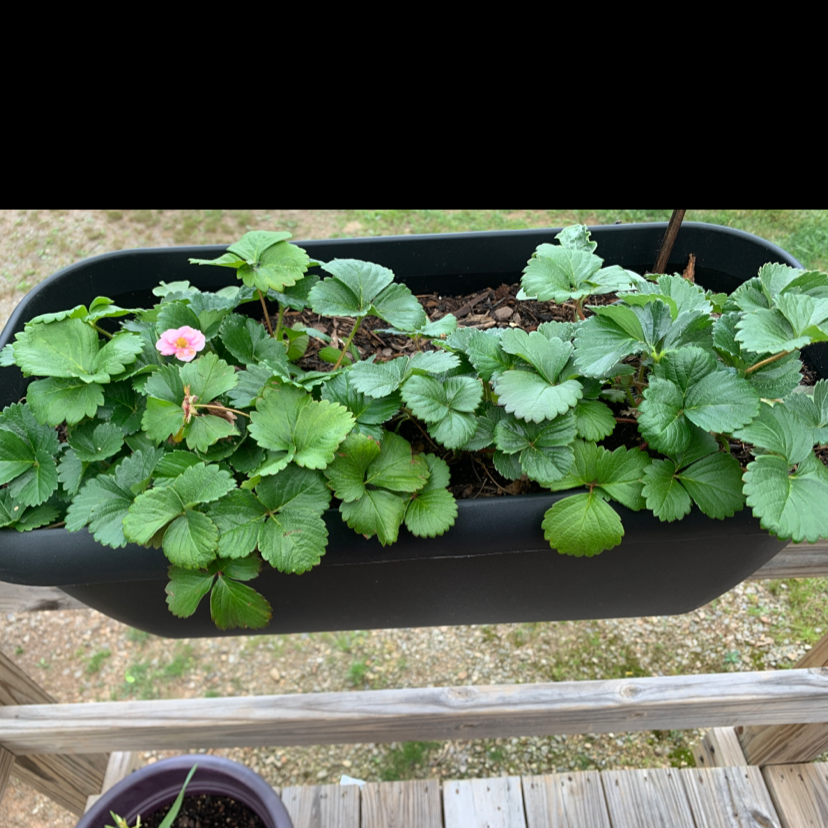 Propagating Mock Strawberry: The Ultimate Guide