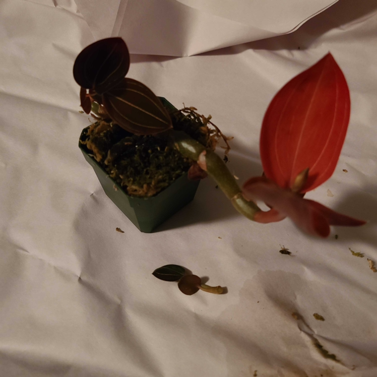 Sea Turtle Jewel Orchid Plant Care: Water, Light, Nutrients | Greg App 🌱