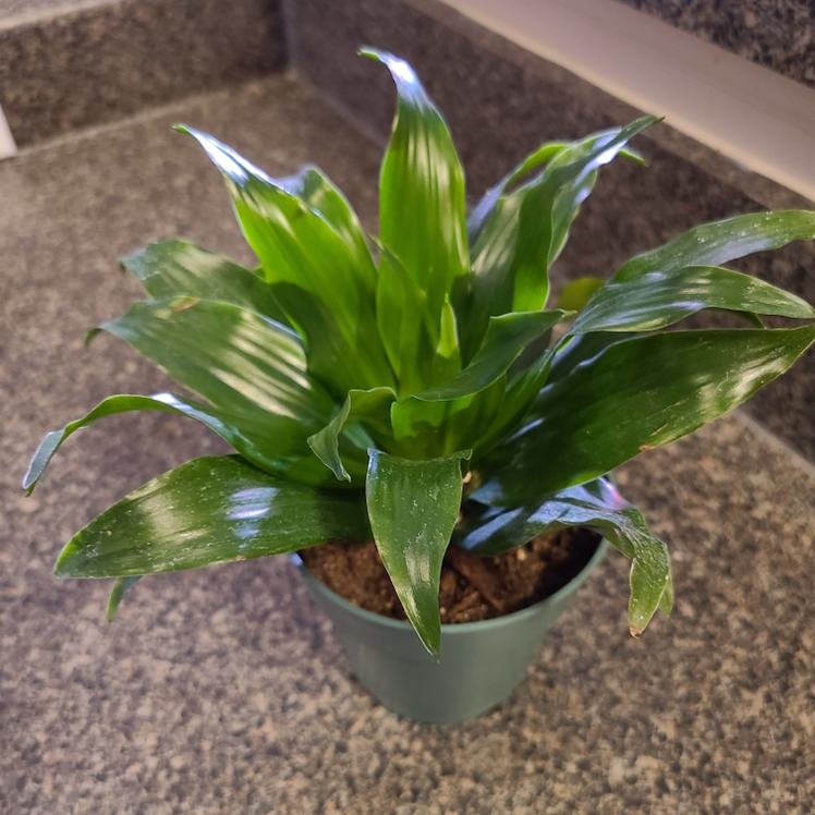 The Complete Dracaena 'Janet Craig Compacta' Plant Care Guide: Water ...