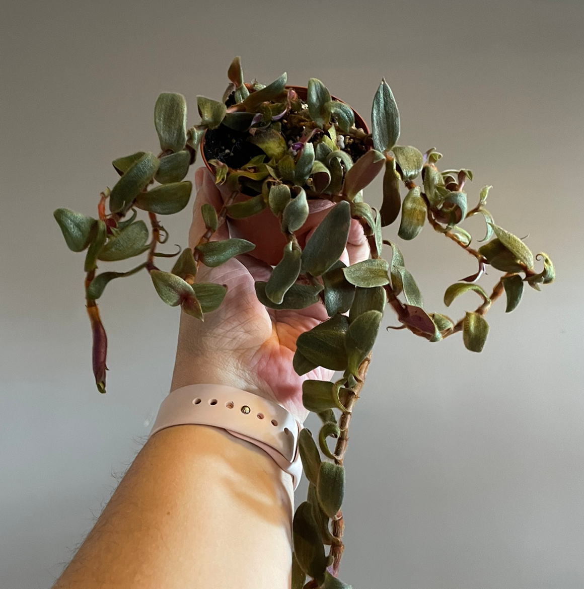 🧸 How to Propagate Your Teddy Bear Vine