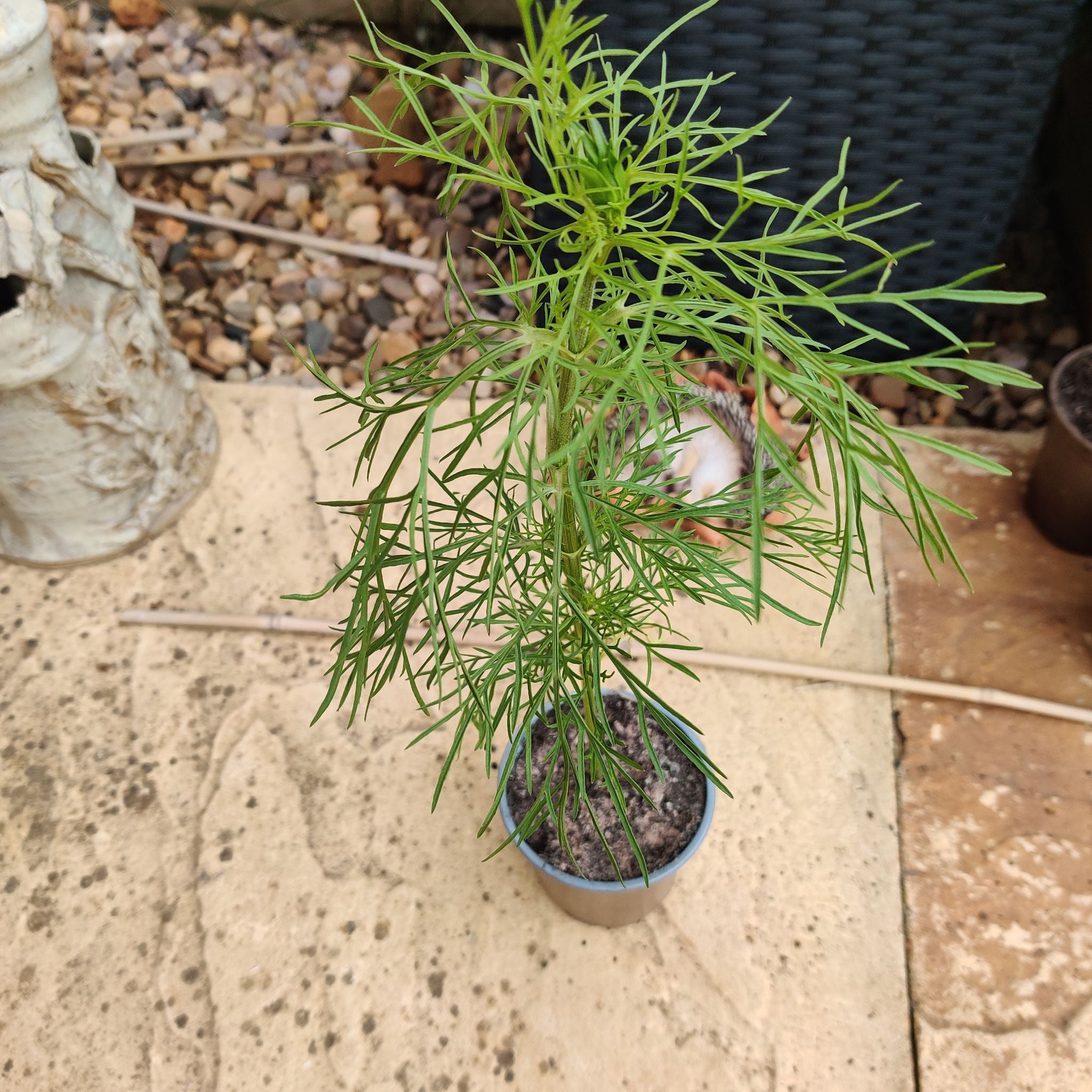 Propagating Your Garden Cosmos: Step-by-Step Guide