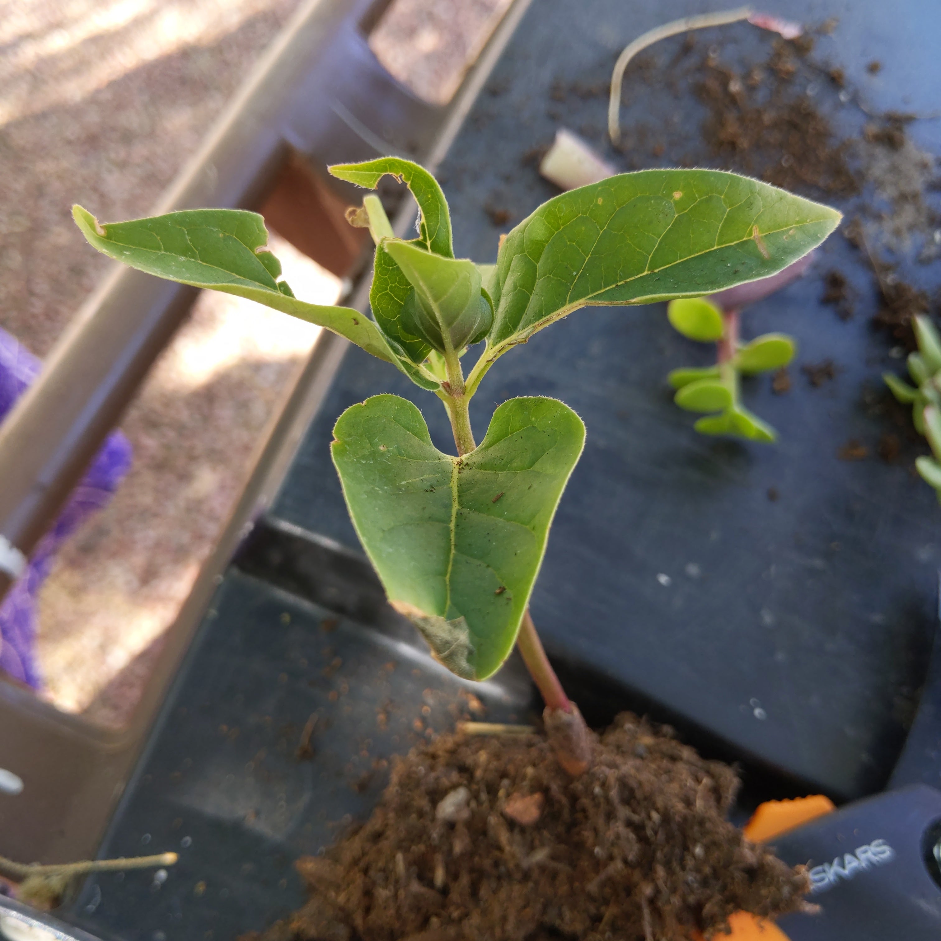 Marvel of Peru - Fertilizing 101