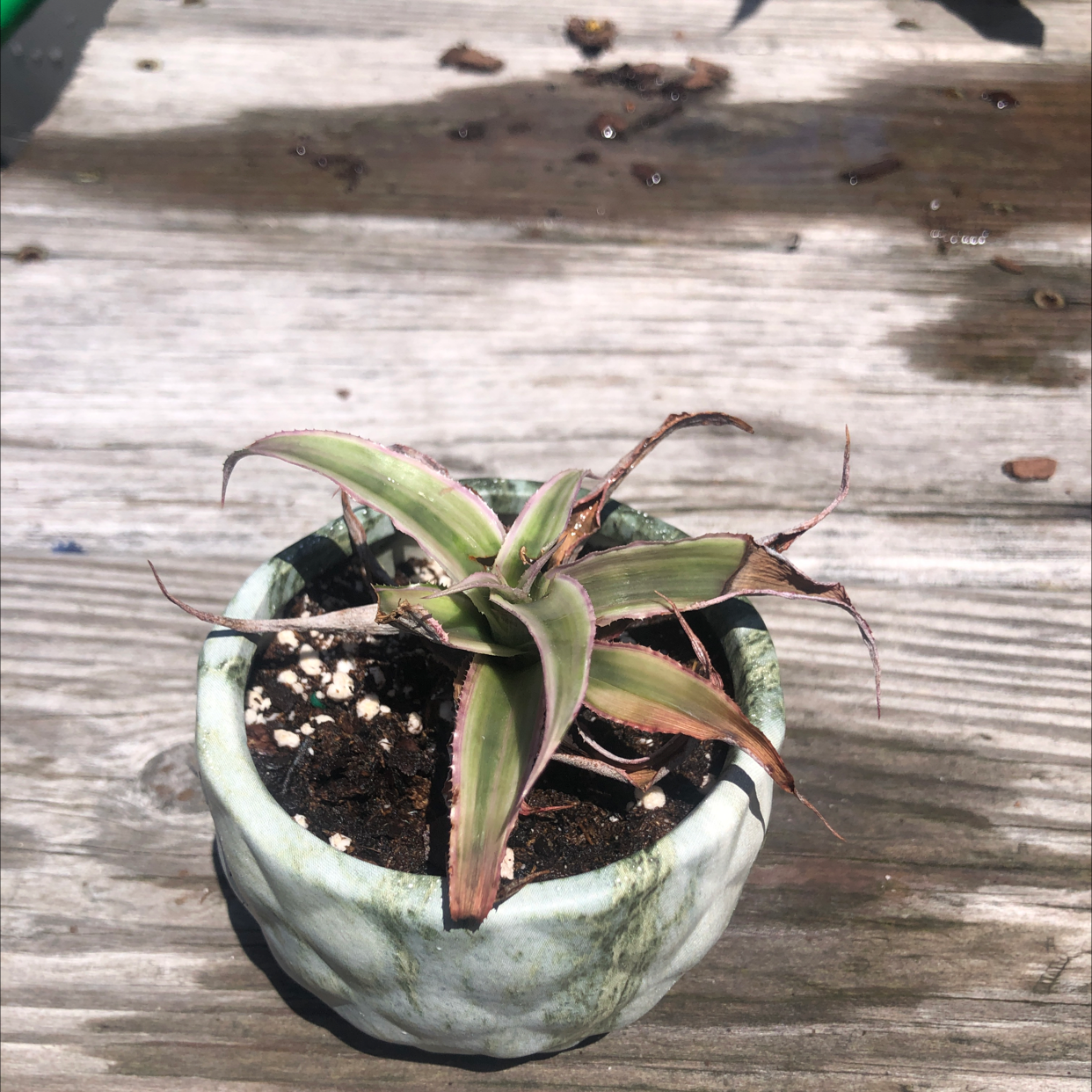 Symbolism And Benefits Of The Century Plant