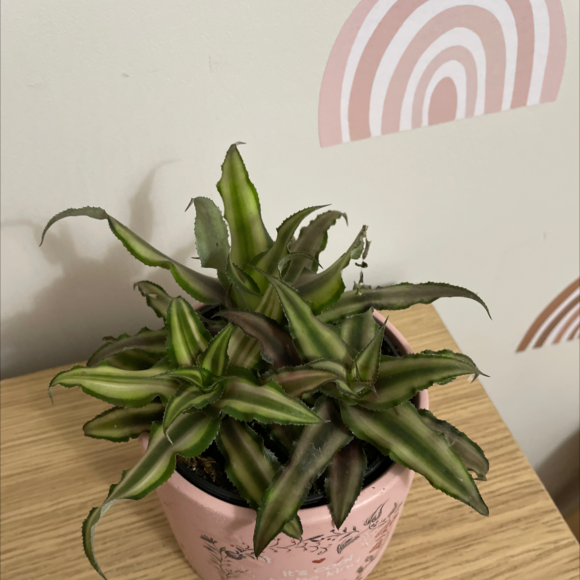 💧 Why Are My Earth Stars Leaves Mushy?