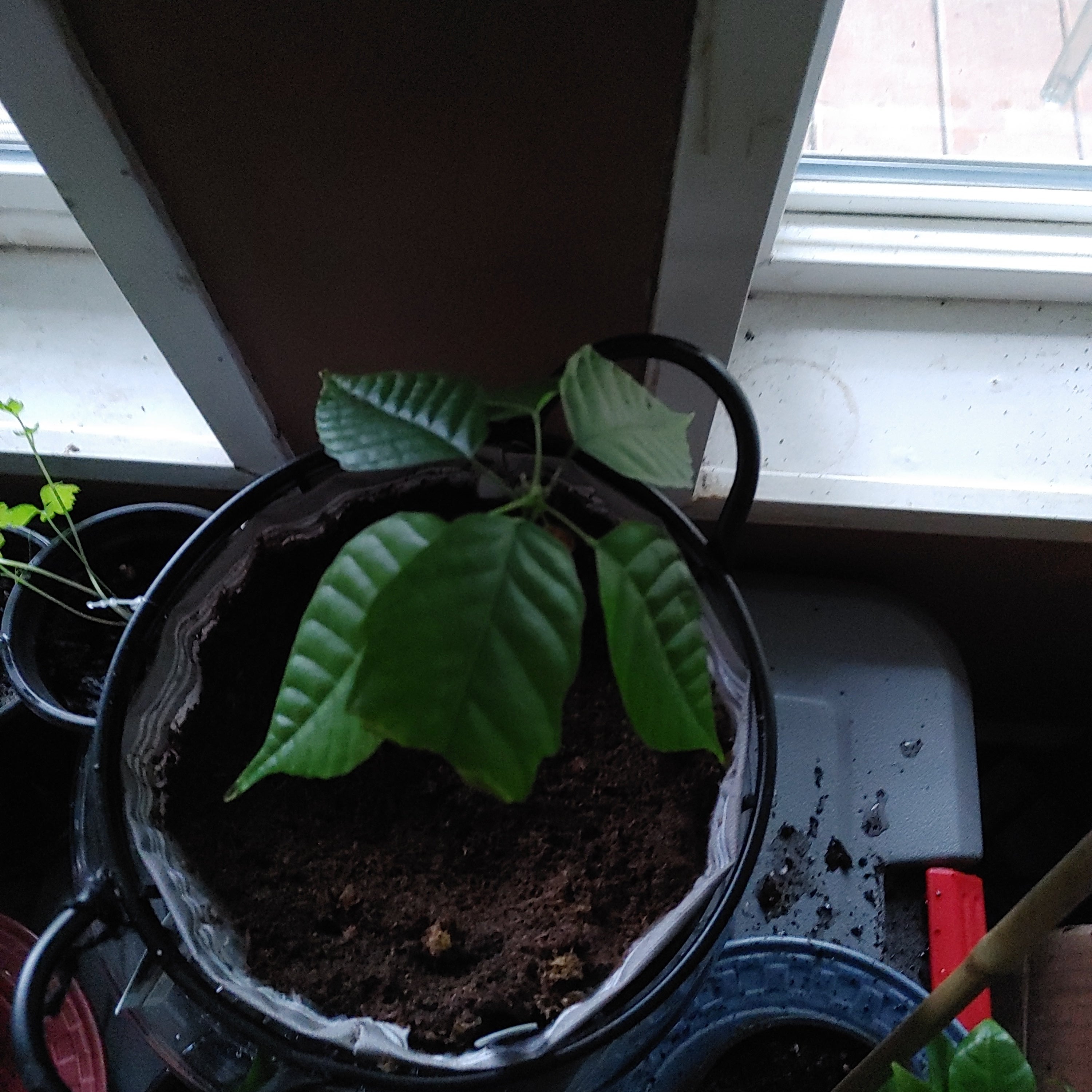 Symbolism and Benefits of the Cacao Tree