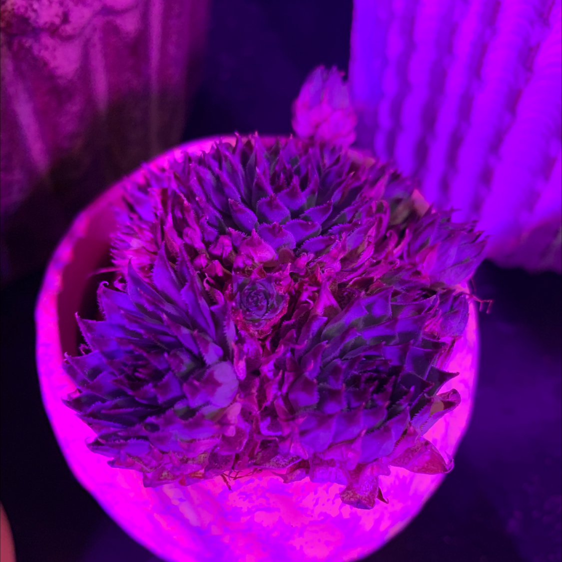 Propagating Sempervivum calcareum: The Ultimate Guide