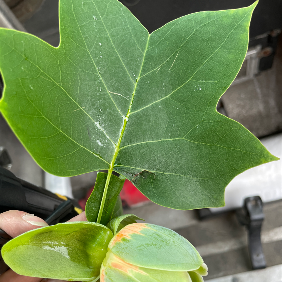Why Are There Black Spots on My Tulip Poplar Leaves?