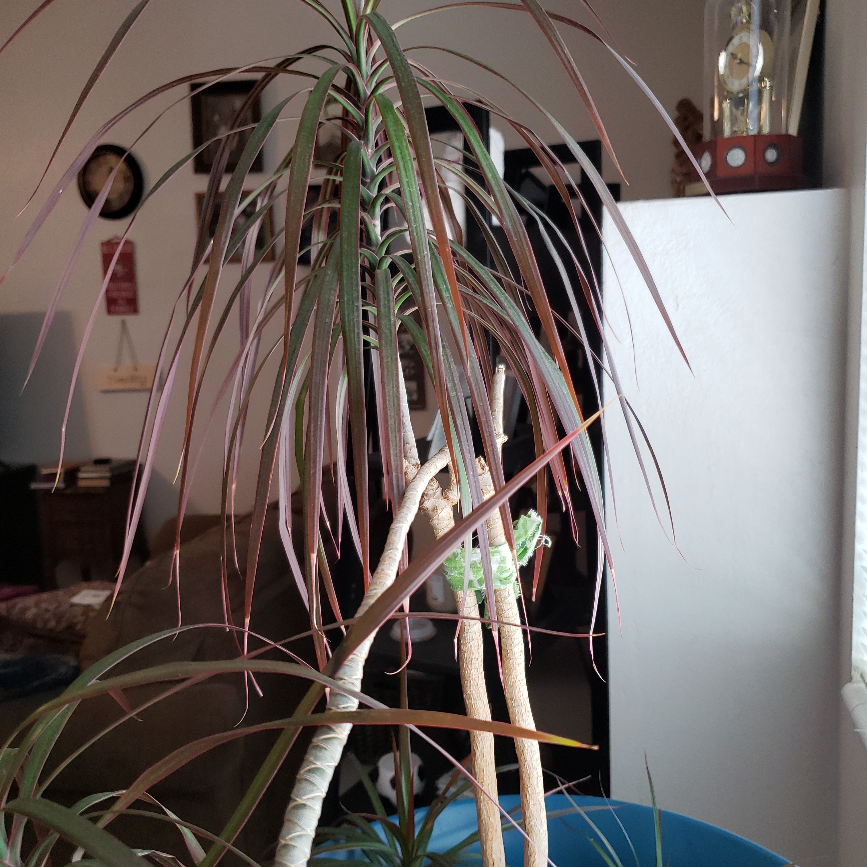 Propagating Your Madagascar Dragon Tree: Step-by-Step Guide