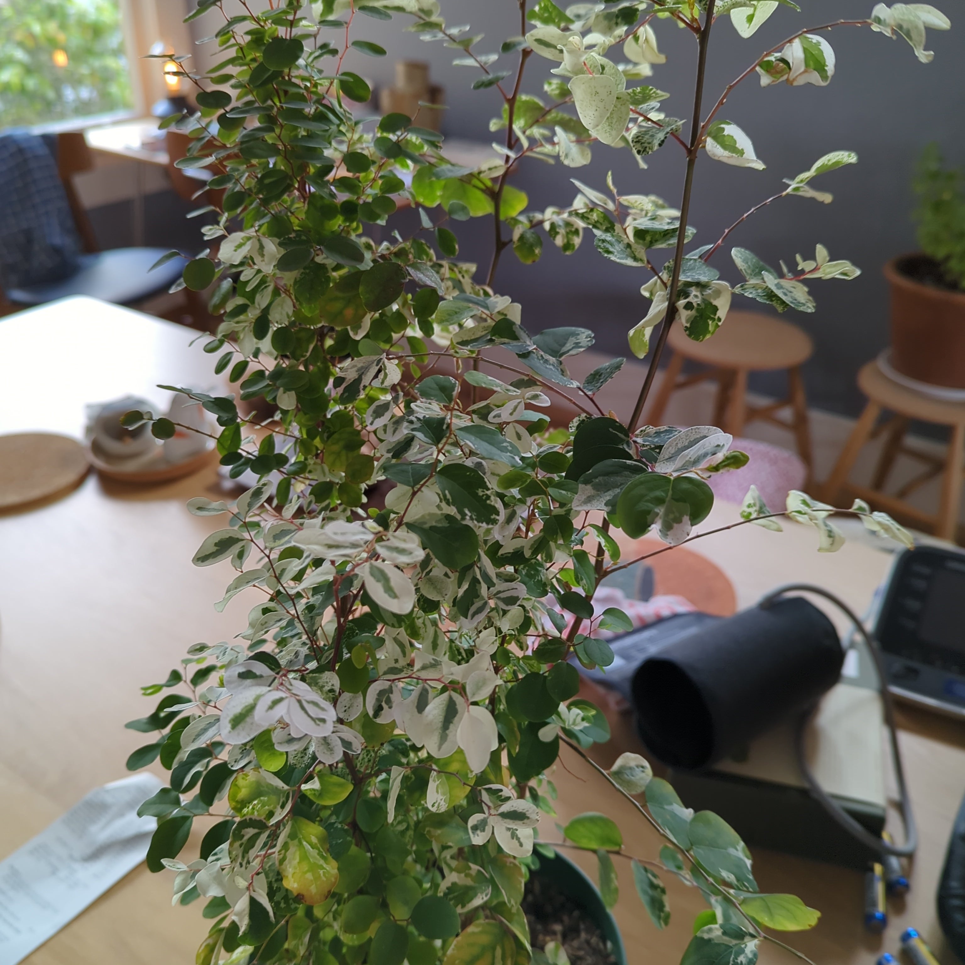 Should I Repot My Brenia Snowbush?