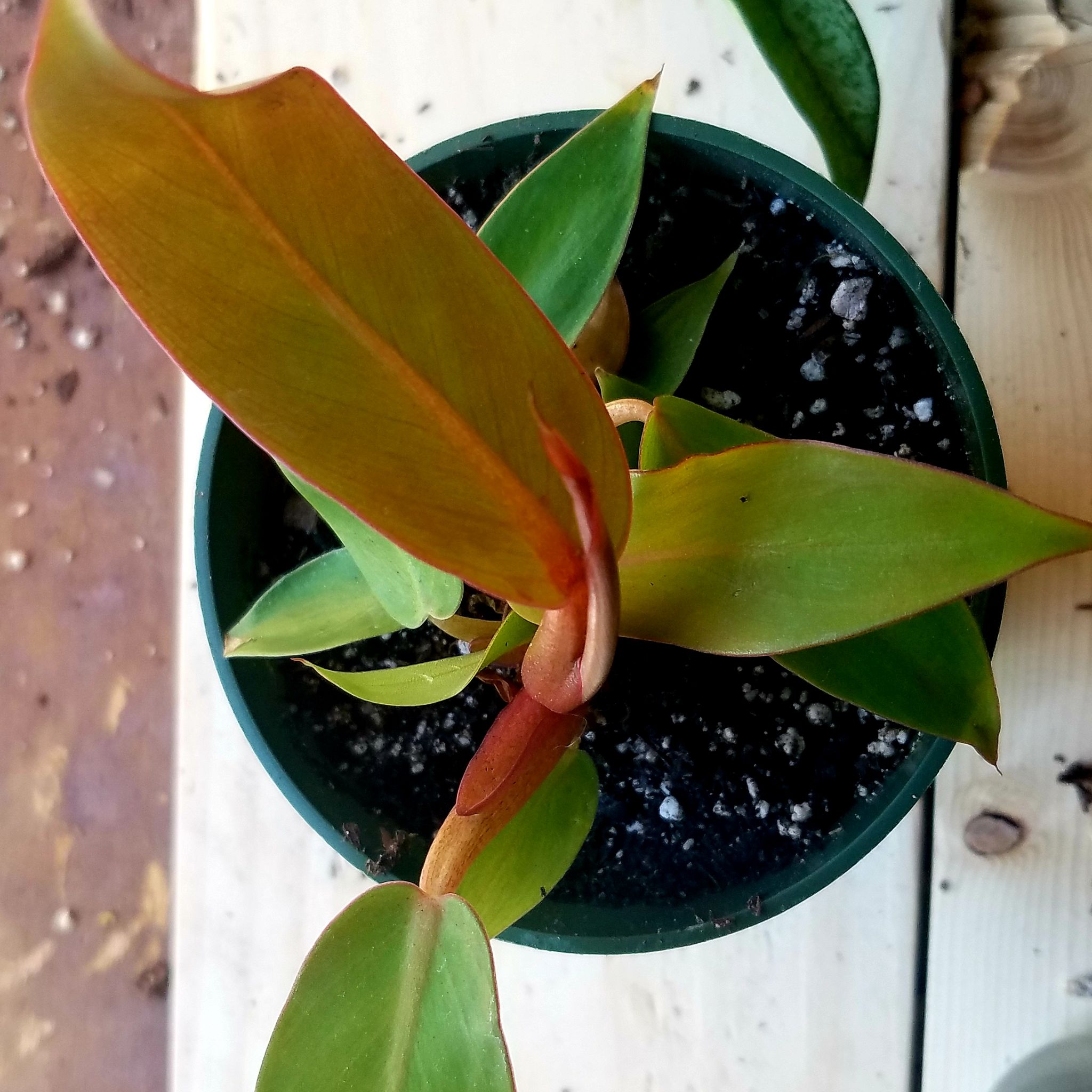 Philodendron Red Sun Fertilizer: How and When to Use It