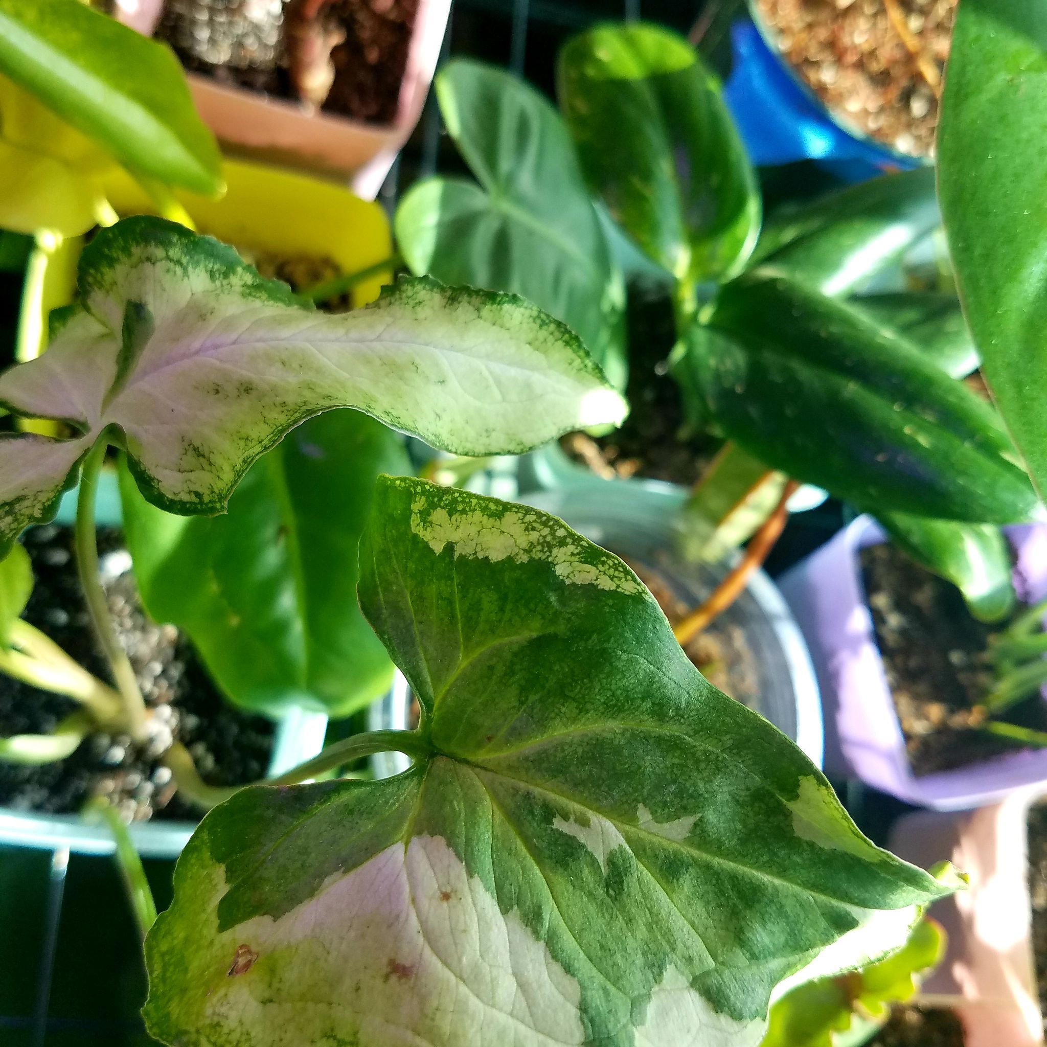 Three Kings Syngonium Root Rot Solutions