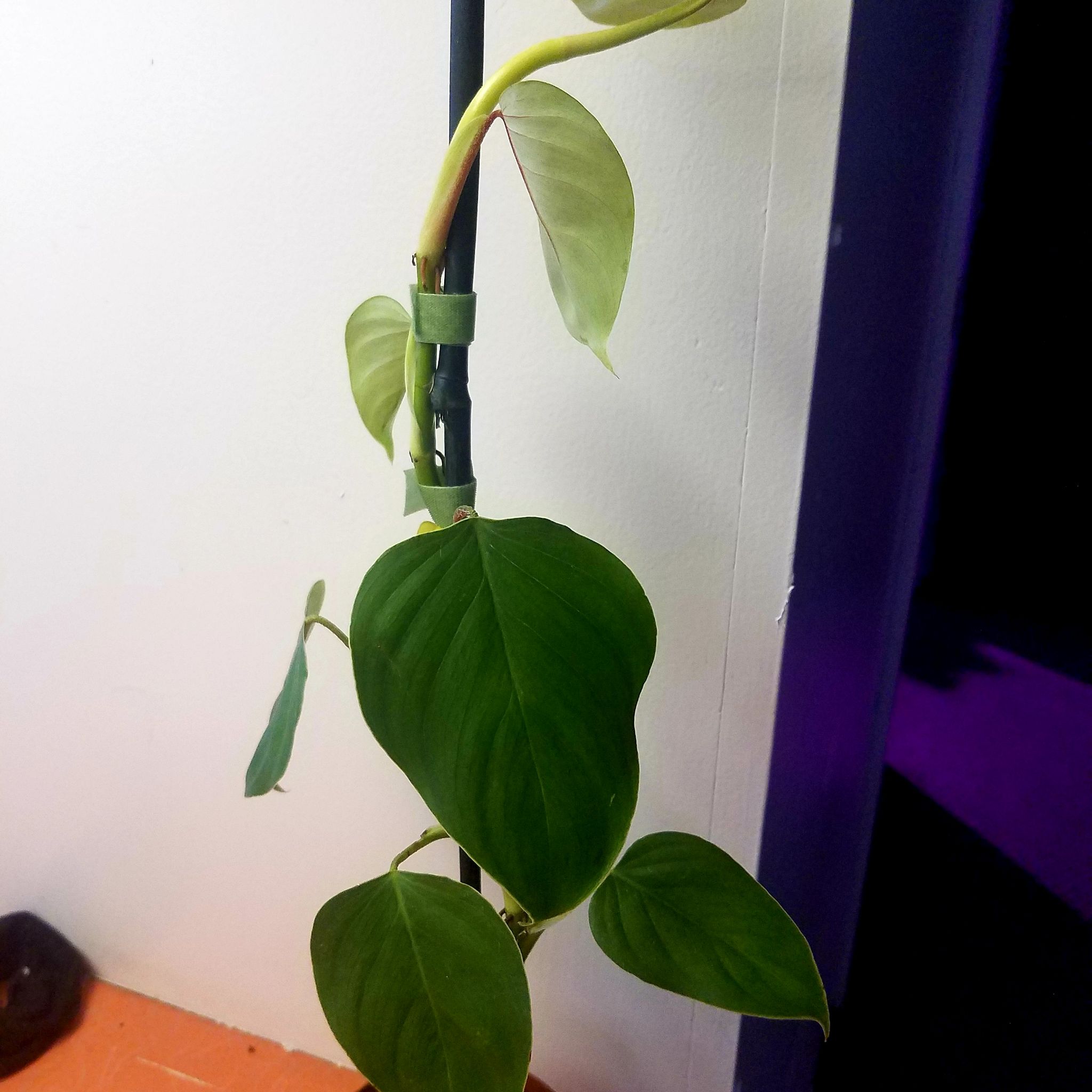 Philodendron ornatum Plant Care: Water, Light, Nutrients | Greg App 🌱