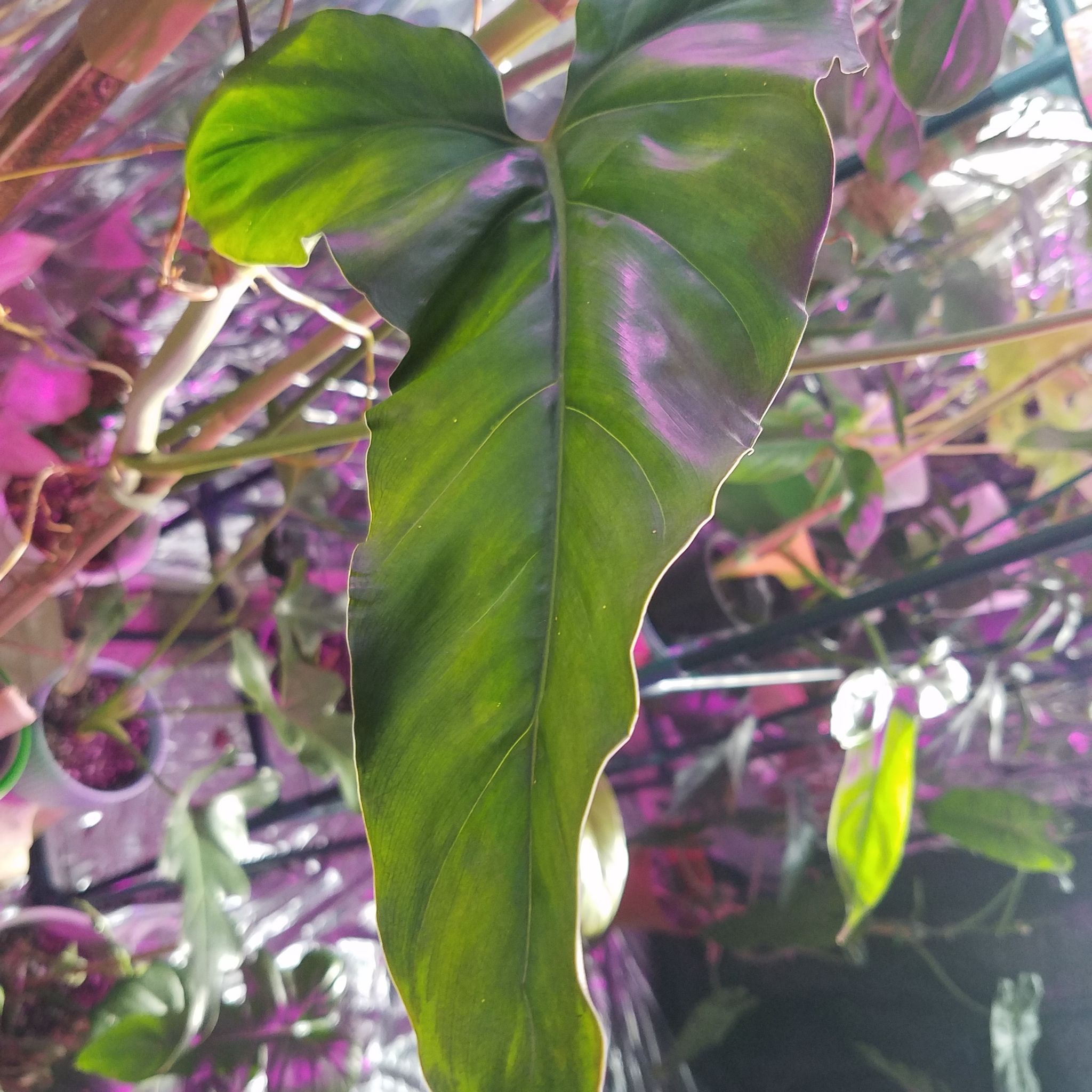 Philodendron delinksii Plant Care: Water, Light, Nutrients | Greg App 🌱