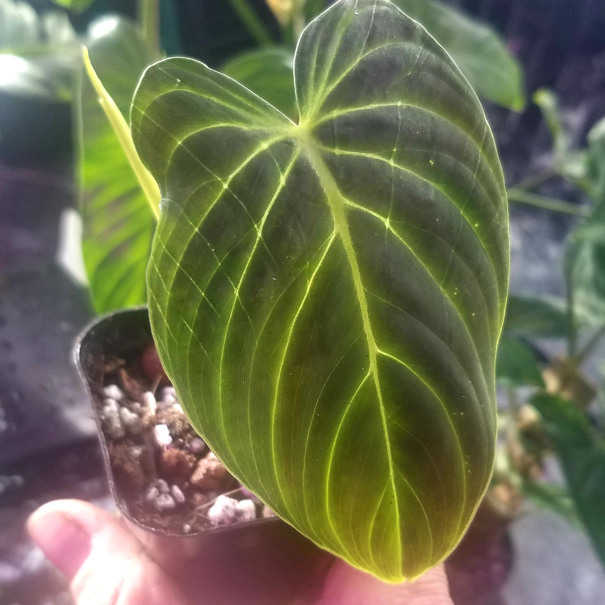 Symbolism and Benefits of the Philodendron Splendid